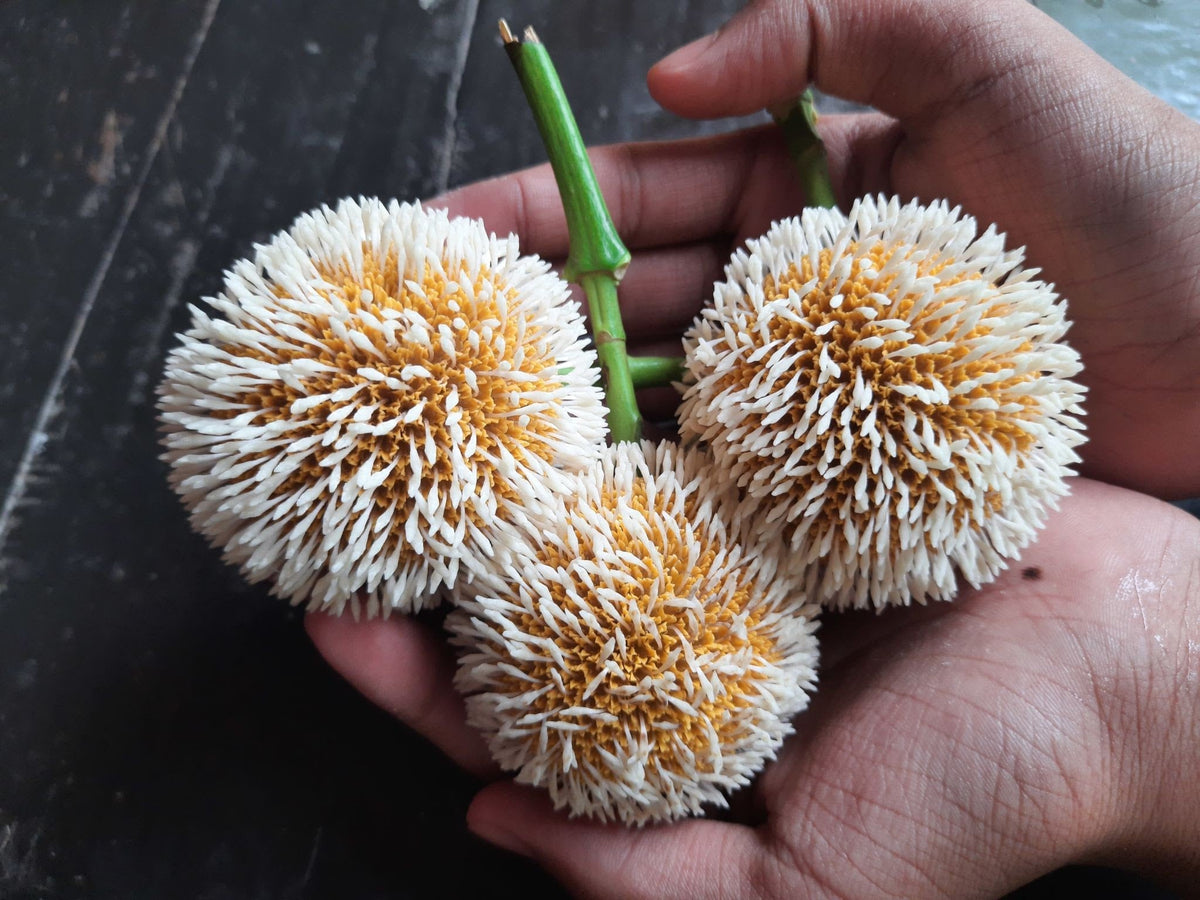 Kadamba Plant - Neolamarckia cadamba - Burflower-tree – Padmam Nursery