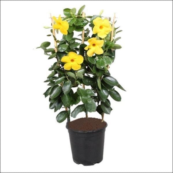 Allamanda Plant - freeshipping with in India – Padmam Nursery
