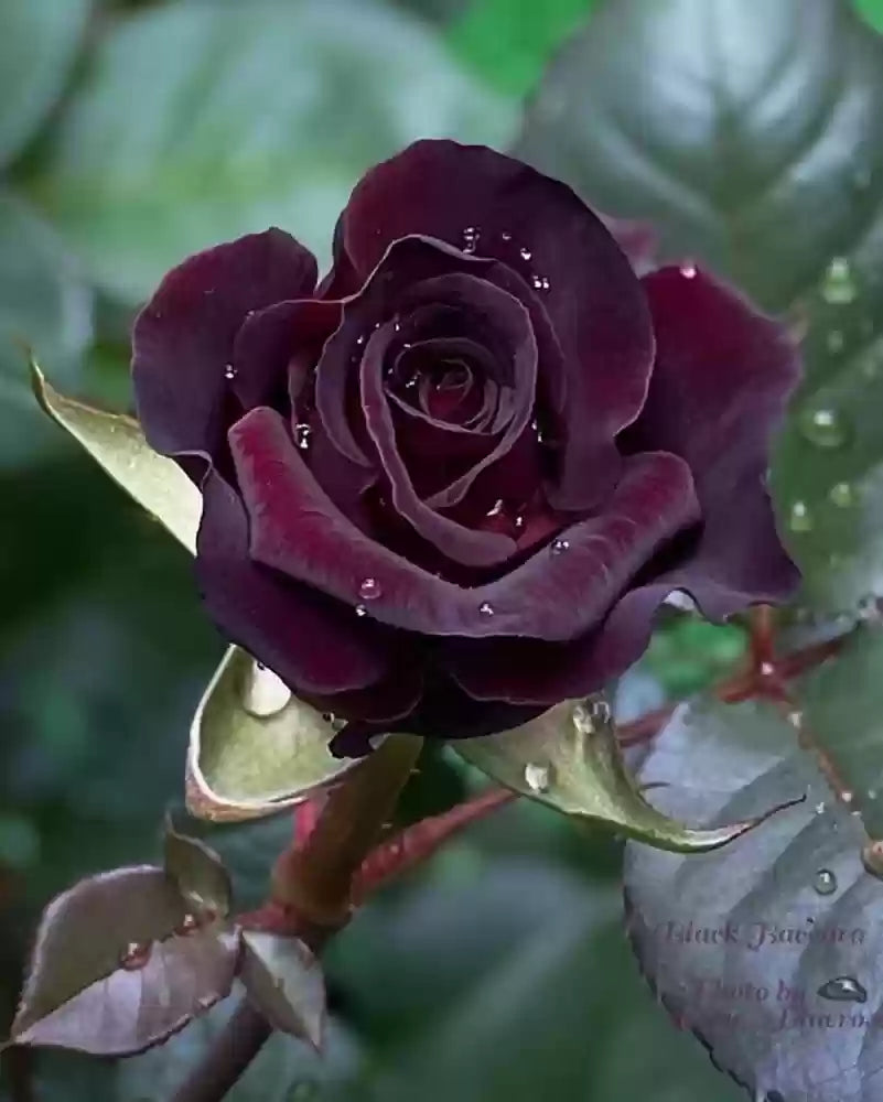 Black Rose Plant – Padmam Nursery