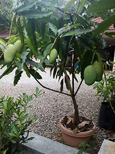 Grafted Sindhu Mango Plant free shipping - Padmam Nursery