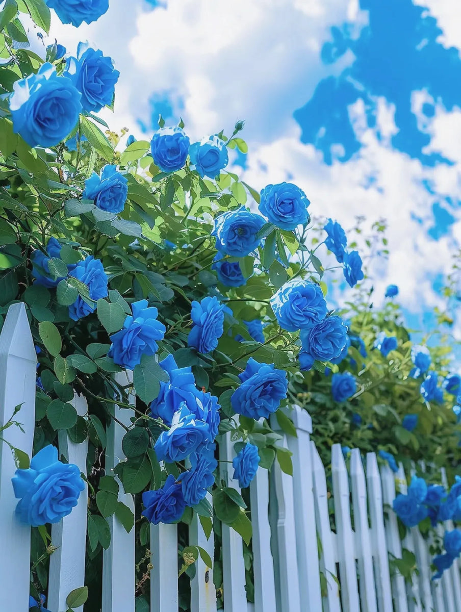 Blue Climbing Rose Plant Flower Seed Balls - Just Throw & Grow – Padmam ...