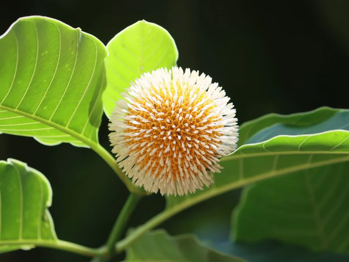 Kadam_Tree_Kadamba_or_Bur-flower_tree_-_Facts_Benefits_Care_How_To_Grow ...