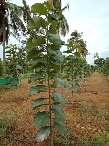 Teak Tree Sapling free shipping - Padmam Nursery