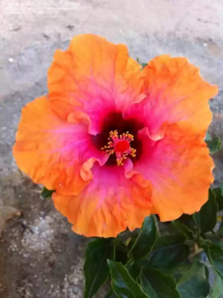 Color Changing Hibiscus Plant - BUY 2 GET 1 FREE – Padmam Nursery