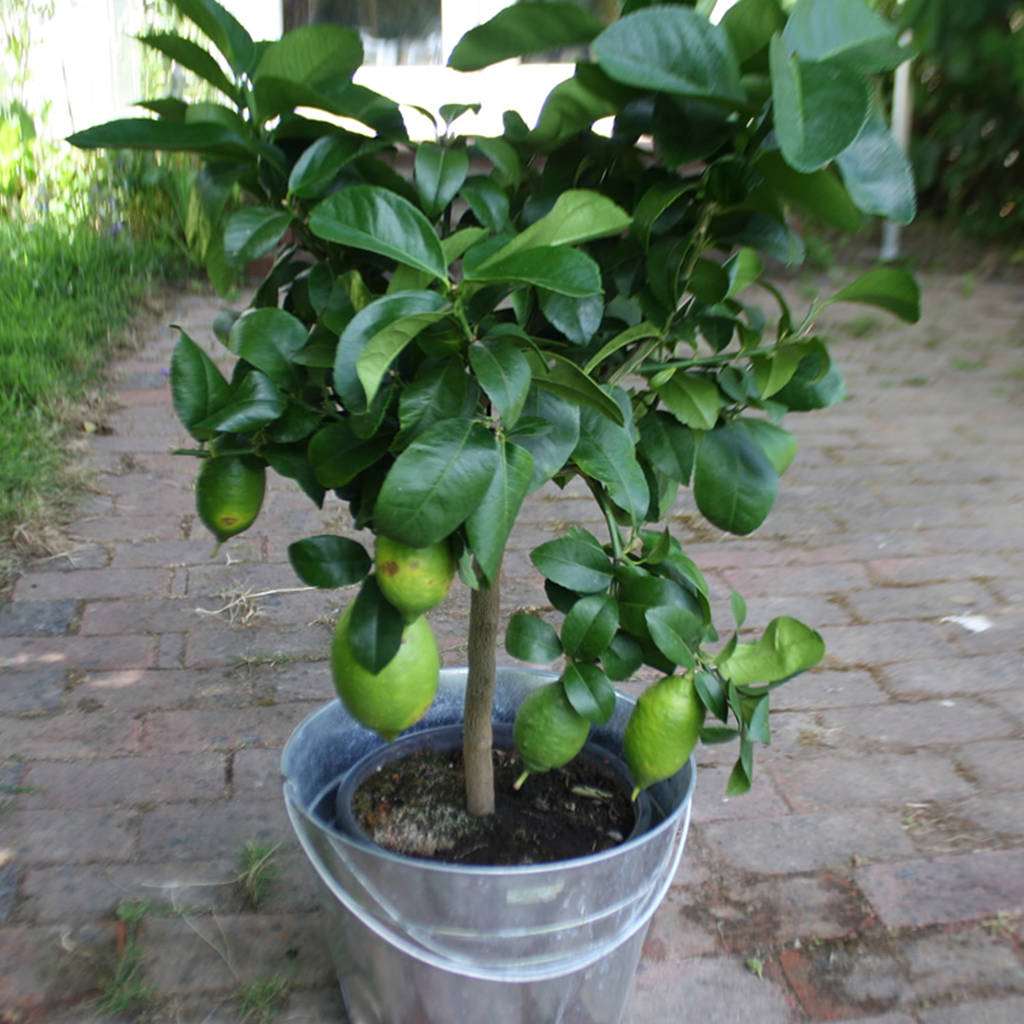 original-3ft-lemon-tree-_3_1200x1200.jpg?v=1687956355